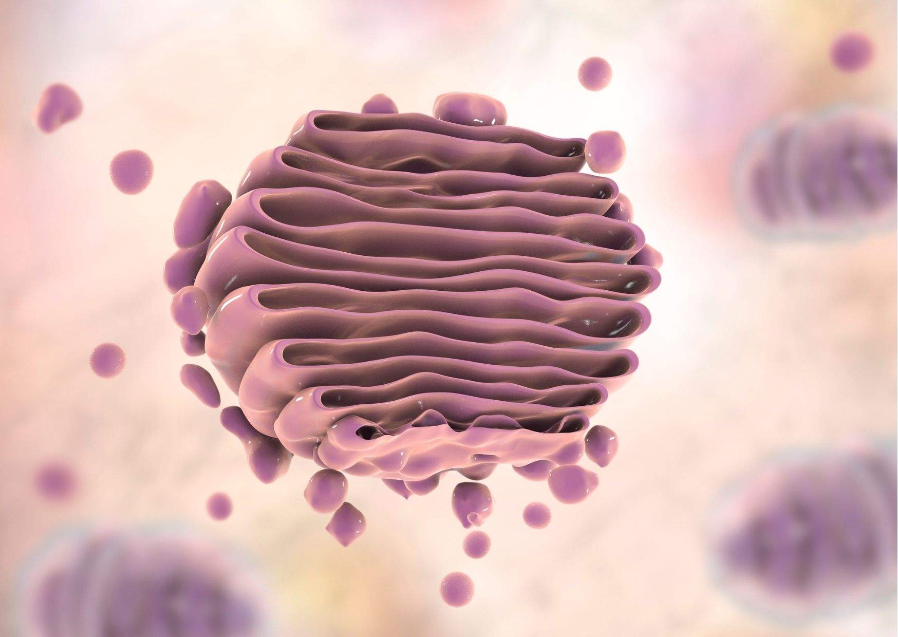 Golgi Body Function